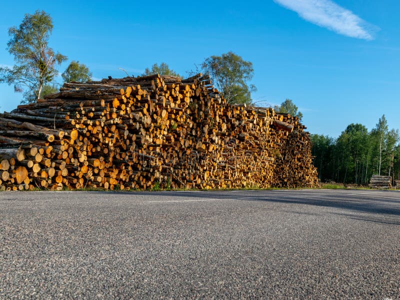 Logs of Various Trees and Sizes Stock Photo - Image of gold, beatiful ...