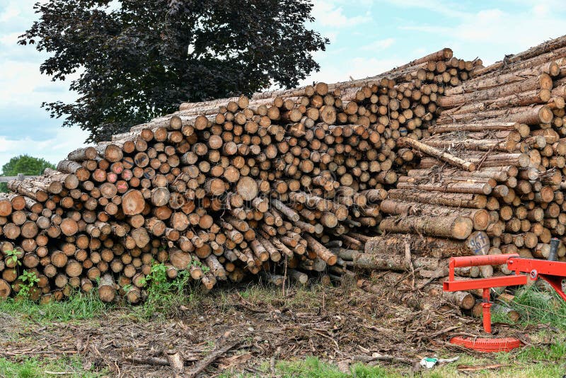 Logs in a Warehouse at a Sawmill for Chopping and Sawing for Firewood ...