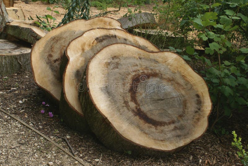 Logs of Wood for Making Tables Stock Image - Image of garden, tree ...