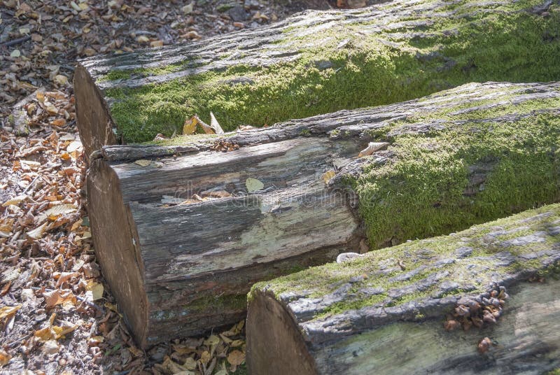 Logs in the wood stock photo. Image of moss, mossy, tree - 77422400