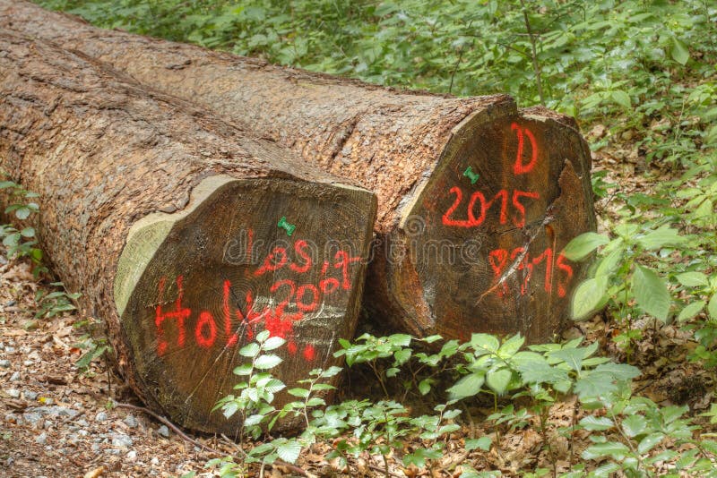 Logs in a Wood stock image. Image of sign, stacked, sawed - 95202591
