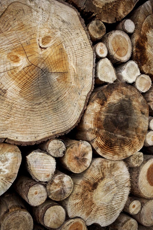 Logs in the woods stock photo. Image of sawing, branch - 61407026