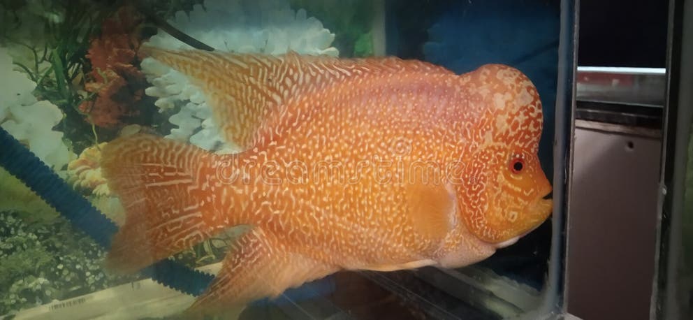 Lohan Fish Lohan Stock Photos - Free & Royalty-Free Stock Photos from ...