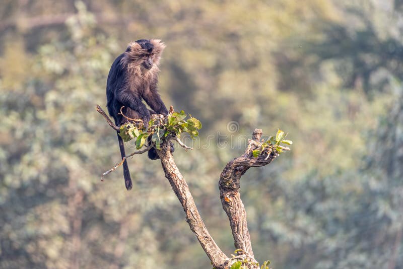 Loin Head Monkey Resting on a Tree Stock Photo - Image of hookoo, life ...