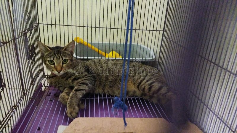 Lokal Indonesian Cat in Sell for Enjoy Stock Photo - Image of sell ...