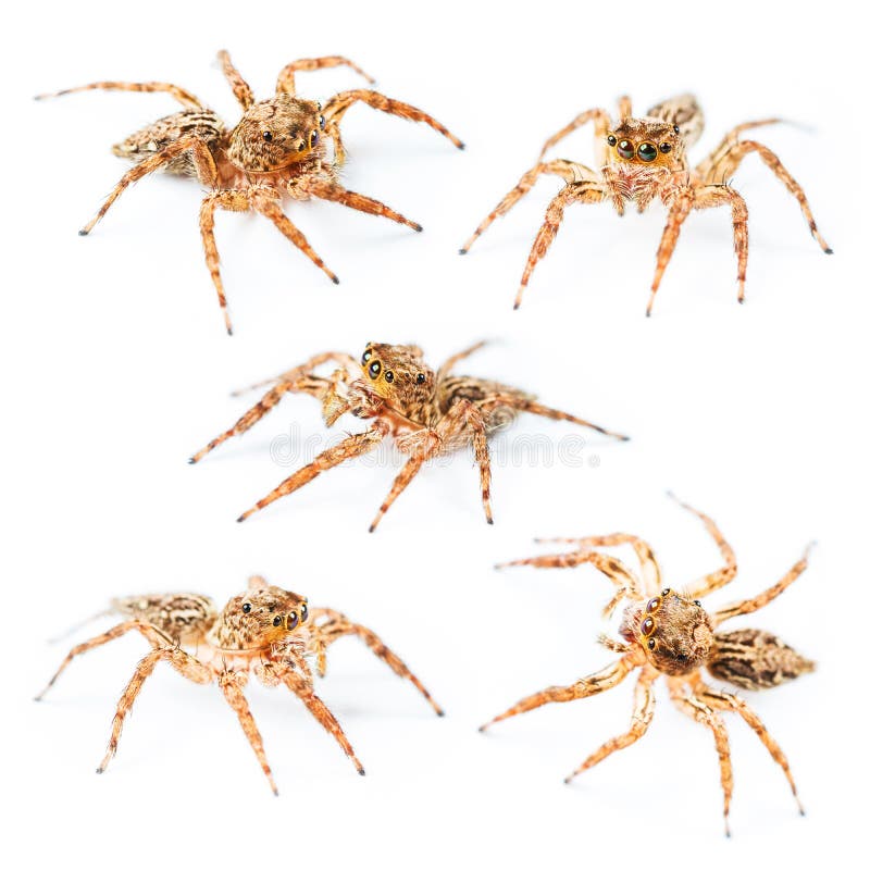 Lokalisierte Weibliches Plexippus-petersi Springende Spinne Stockfoto ...