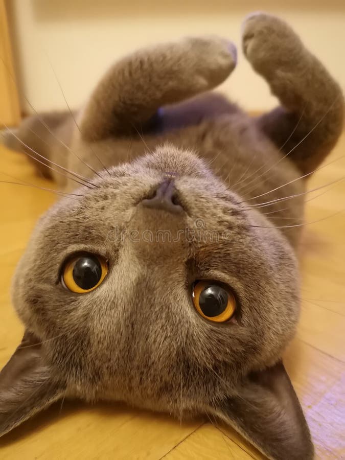 Loki stock image. Image of eyes, lying, orange, loki - 146845461