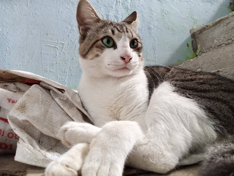 Loki the cool cat stock photo. Image of animal, cool - 225360232