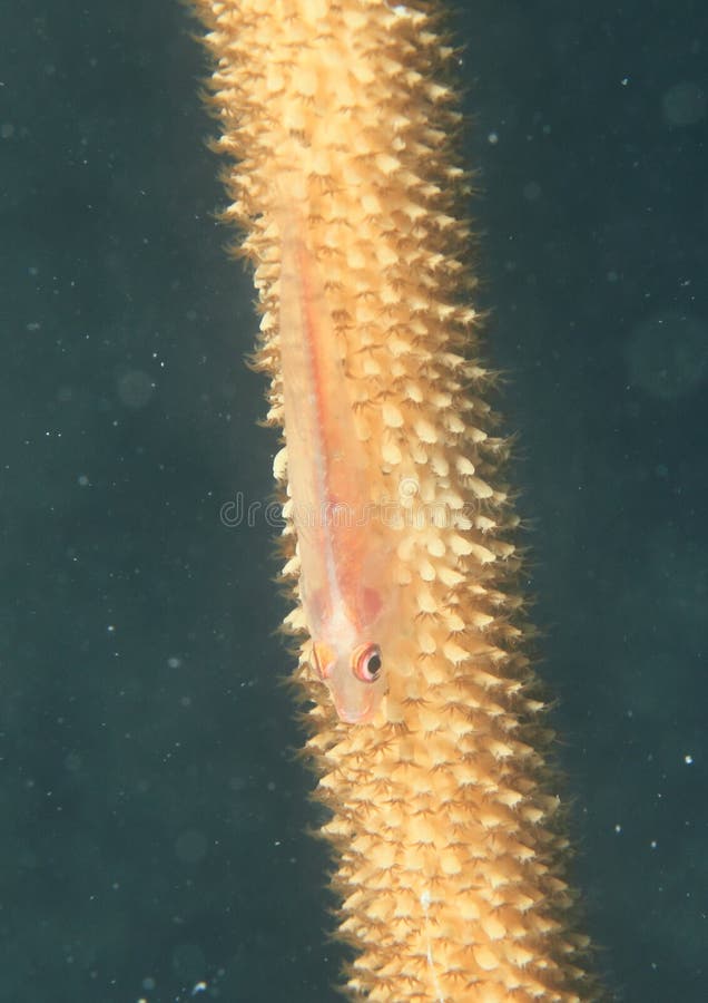 Loki whip goby stock image. Image of goby, swimming, swim - 29149329