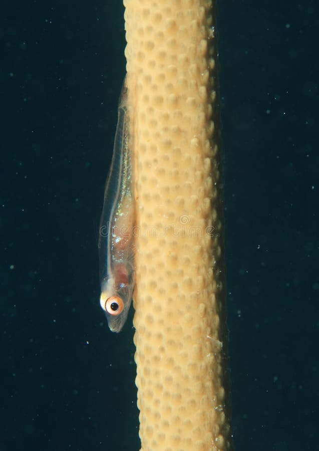 Loki whip goby stock image. Image of loki, fish, yellow - 29149343