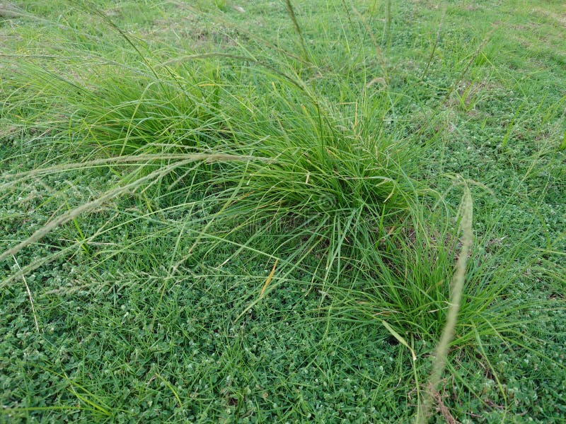 Lolium Perenne is a Type of Long and Tall Grass Stock Image - Image of ...