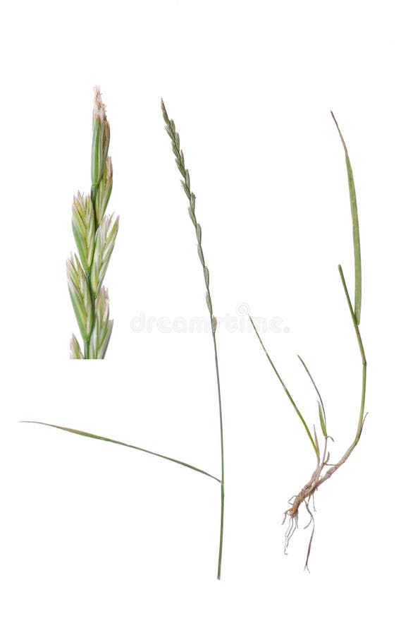 Lolium stock photo. Image of lolium, aehren, green, stalk - 56144714