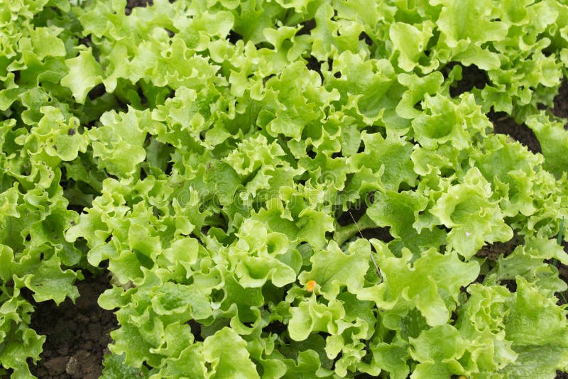Dettaglio Di Lollo Verde Lettuce - Lattuga Riccia Verde Fotografia ...