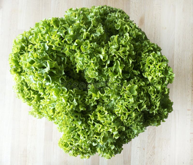 Lollo bianco lettuce stock photo. Image of sheet, healthy - 19728322