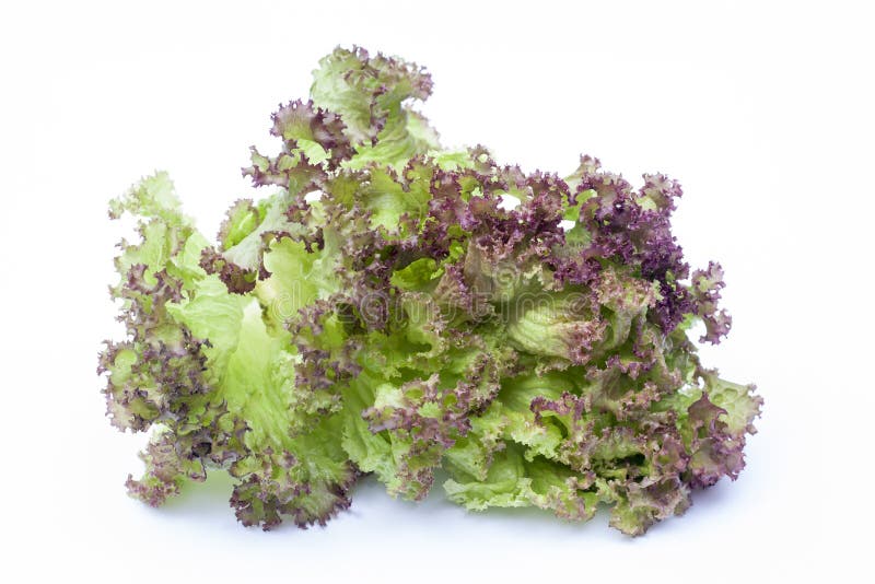 Lollo Rossa, Lettuce Isolated on White Background Stock Photo - Image ...