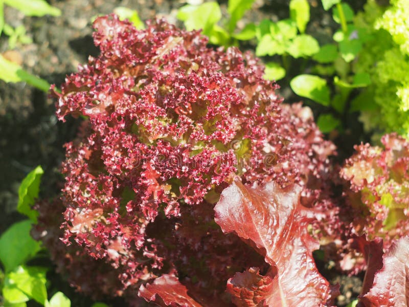 Lollo Rossa salad stock photo. Image of lollo, rossa - 122662462