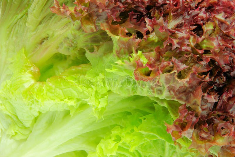Lollo Rosso stock photo. Image of produce, bowl, leaves - 12671040