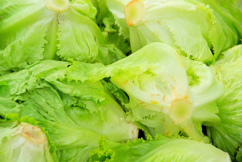 Lollo Rosso stock image. Image of food, fresh, lollo - 12691799