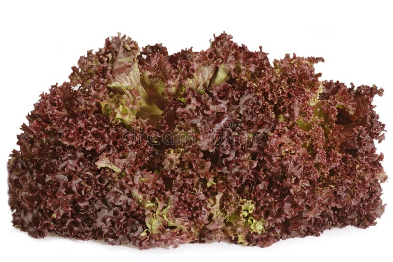Lollo Rosso Green Lettuce Farm Fresh Bio Curly Lactuca Sativa Harvest ...