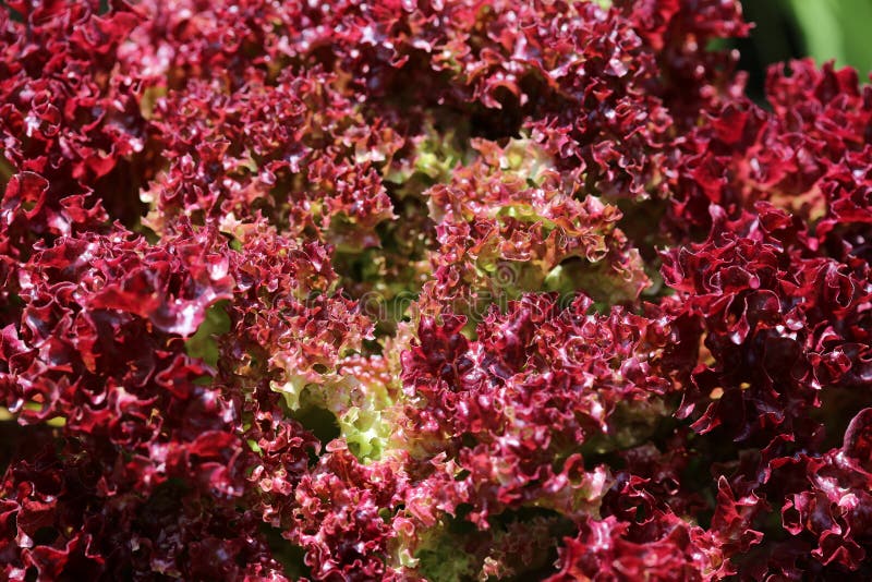 Lollo Rosso Green Lettuce Farm Fresh Bio Curly Lactuca Sativa Harvest ...
