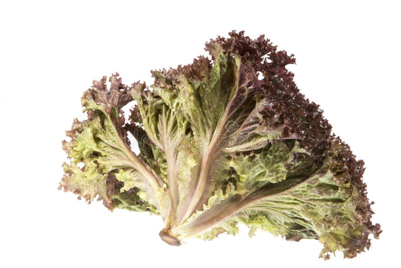 Lollo Rosso Green Lettuce Farm Fresh Bio Curly Lactuca Sativa Harvest ...