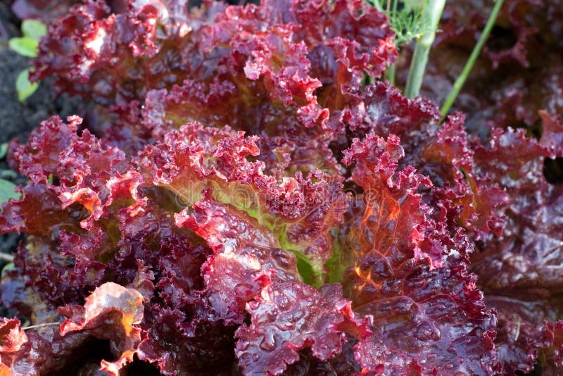 Lollo Rosso Green Lettuce Farm Fresh Bio Curly Lactuca Sativa Harvest ...