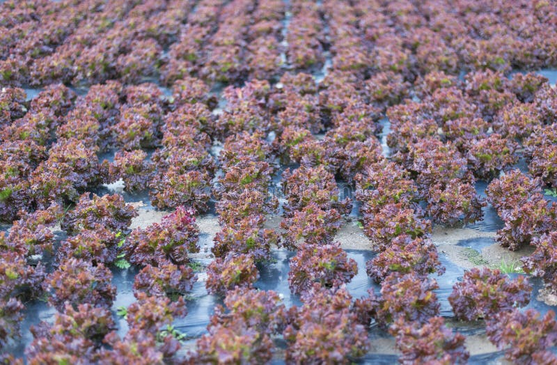 Lollo Rosso Lettuce stock photo. Image of produce, salad - 27511230