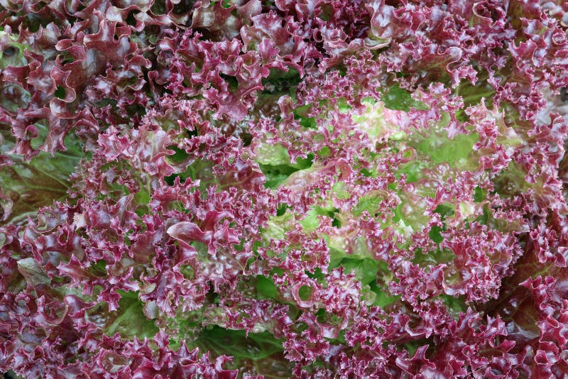 Lollo Rosso Lettuce stock photo. Image of greenhouse - 31754366