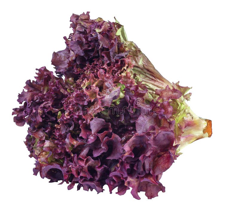 Lollo Rosso Green Lettuce Farm Fresh Bio Curly Lactuca Sativa Harvest ...