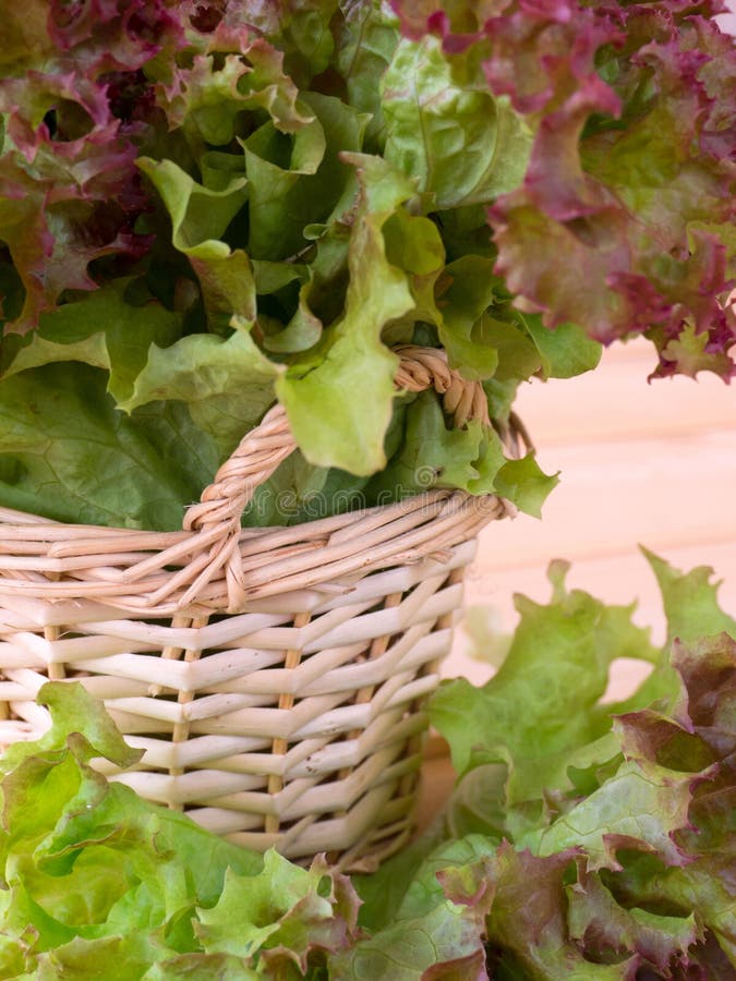 Lollo rosso salad stock photo. Image of organic, purple - 55460770