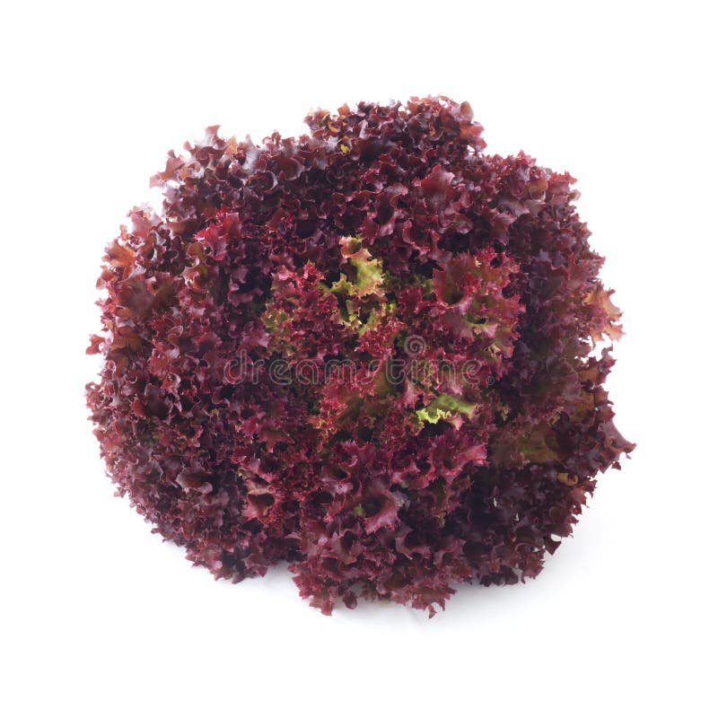 Lollo Rosso stock image. Image of lollo, ingredients - 159567265