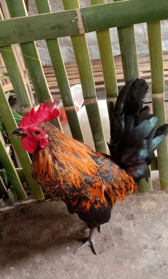 170 Lombok Chicken Stock Photos - Free & Royalty-Free Stock Photos from ...