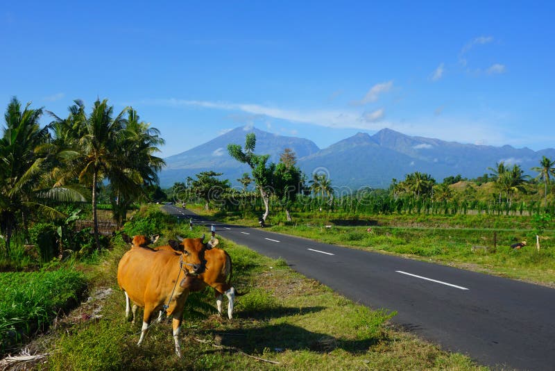 Lombok mountains stock image. Image of indonesia, mountains - 93898185