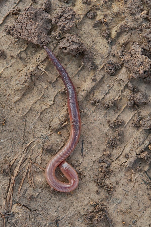 Lombriz de tierra animal foto de archivo. Imagen de vida - 29826024