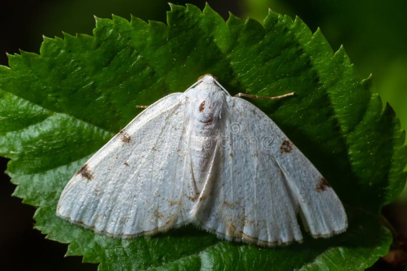 Lomographa Temerata, the Clouded Silver, is a Moth of the Family ...