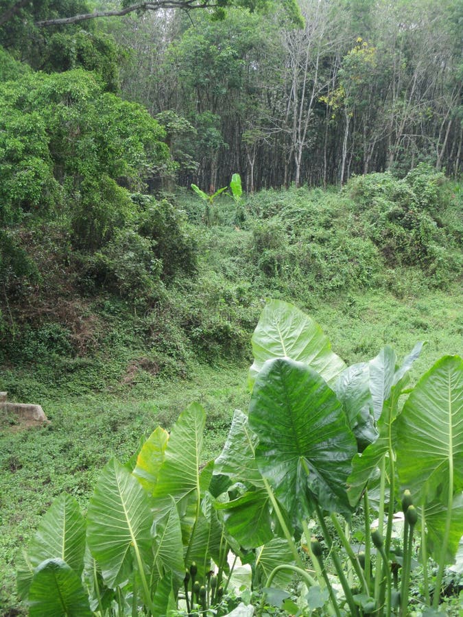 Lompong Forest Valley stock photo. Image of jungle, fruit - 256710624