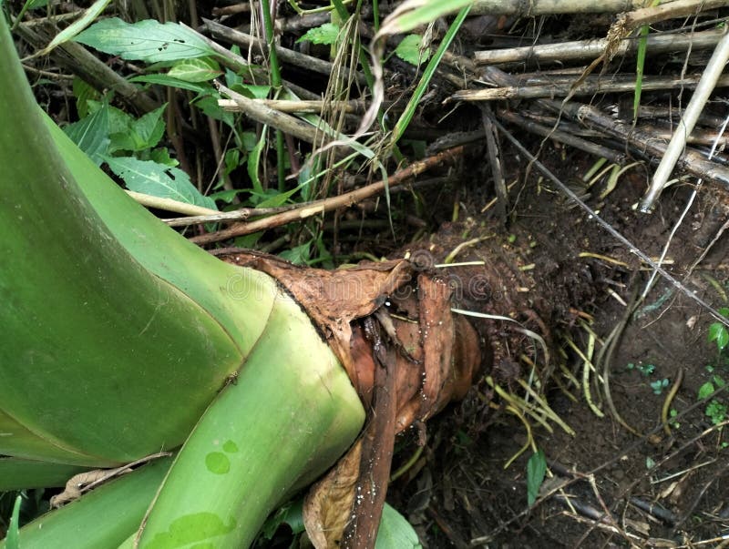 Lompong Stem Stock Photos - Free & Royalty-Free Stock Photos from ...