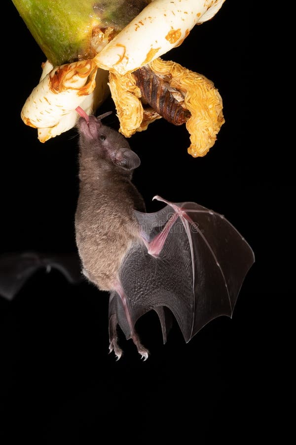Lonchophylla Robusta, Orange Nectar Bat the Bat is Hovering and ...