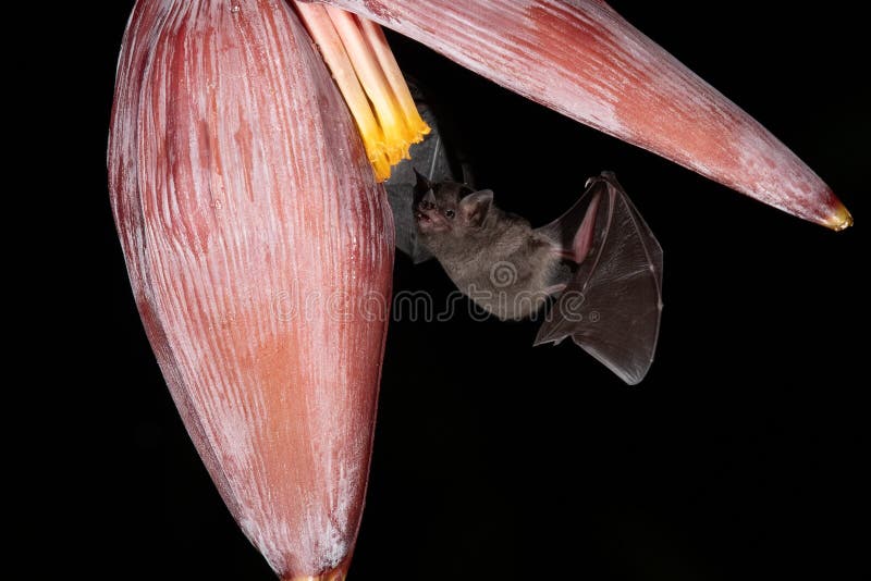 Lonchophylla Robusta, Orange Nectar Bat the Bat is Hovering and ...