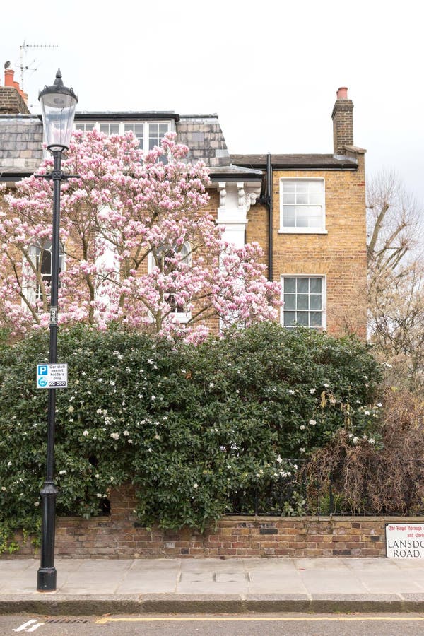London in bloom stock photo. Image of nottinghill, shrub - 89070930