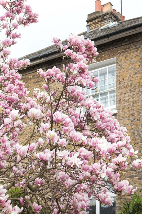 London in bloom stock photo. Image of plant, nottinghill - 89071010