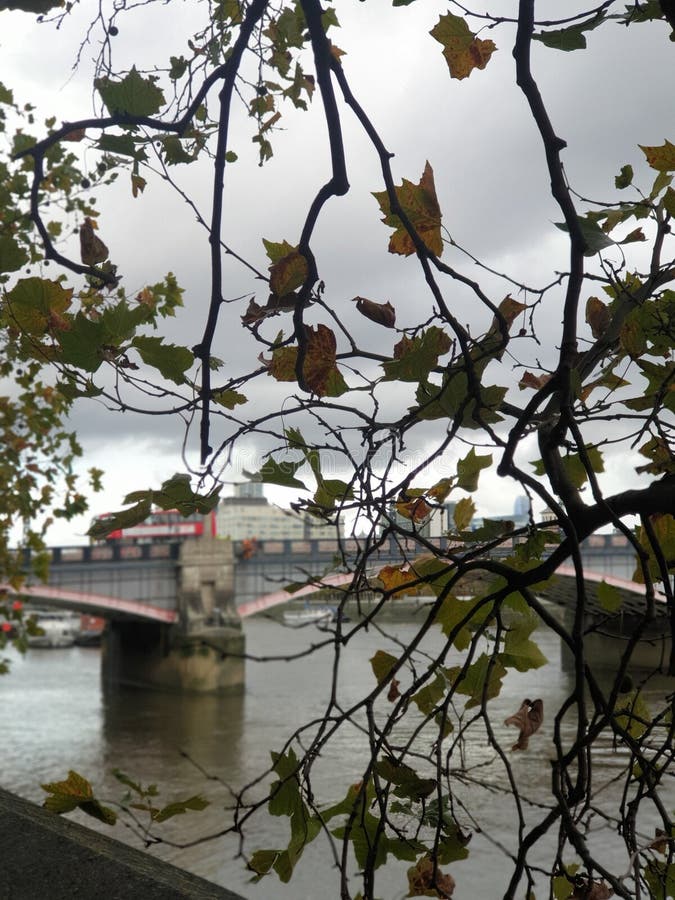 London City Bridge Over River Seen through Tree Branches Stock Photo ...