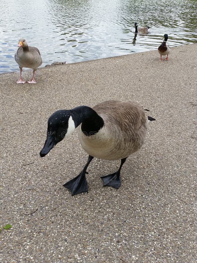 London ducks stock image. Image of london, water, goose - 55532503