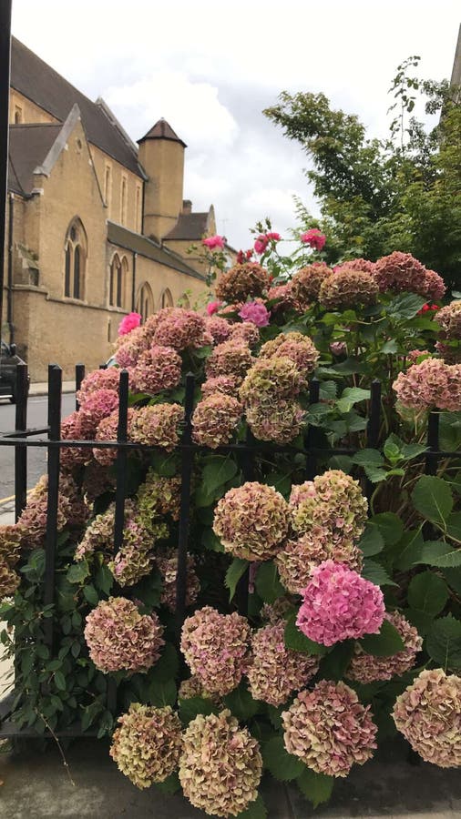 London flowers stock photo. Image of flowers, london - 155103946