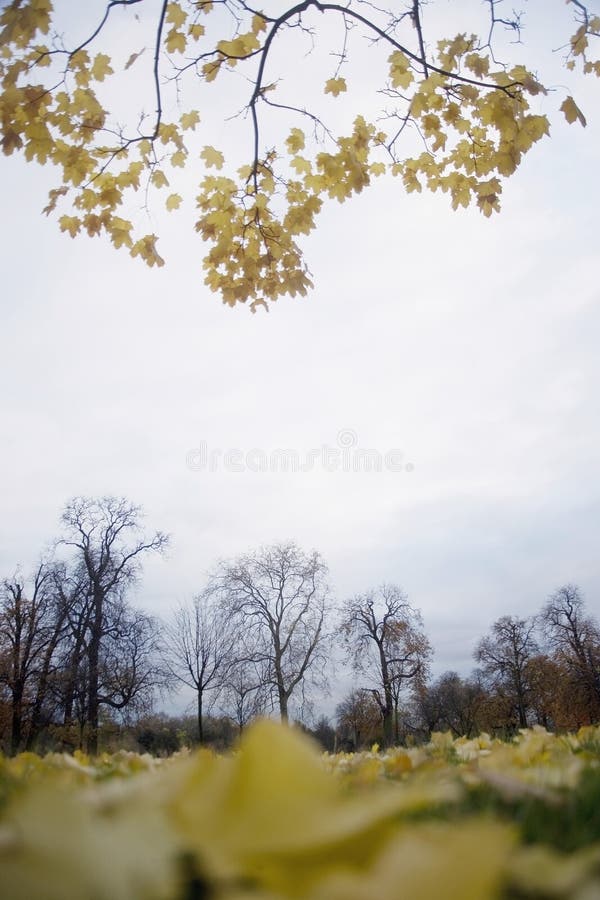 London Hyde Park during the Fall Stock Image - Image of grass, colour ...