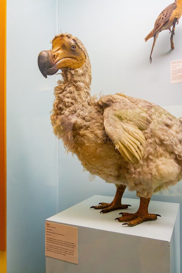 Dodo Bird Model Display in the Natural History Museum Editorial Stock ...