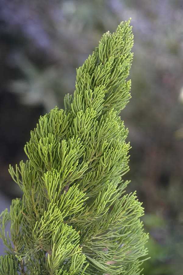 London pine tree stock image. Image of foliage, light - 239946753