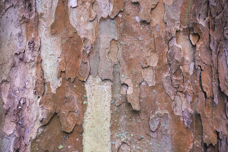 London Plane Bark stock photo. Image of sycamore, bark - 49760994