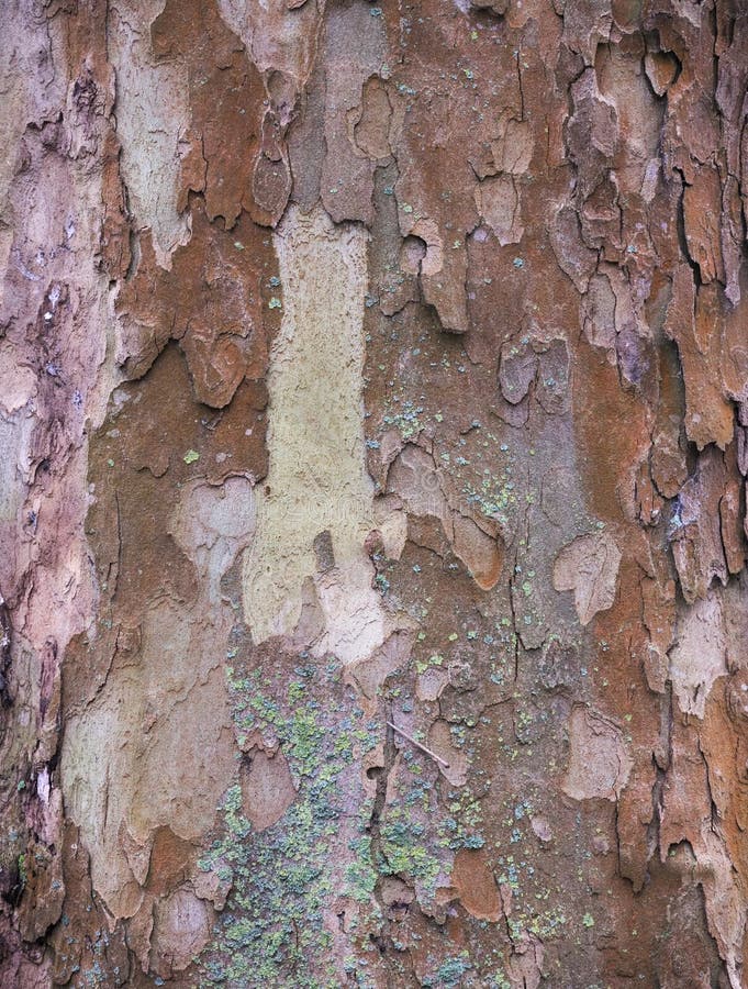 London Plane Bark stock photo. Image of yellow, lichen - 49761400