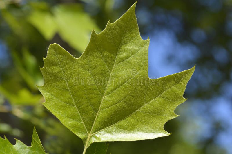London plane stock photo. Image of tree, london, nature - 215504938